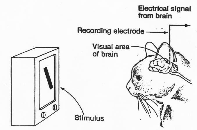 A Brief History of Computer Vision (and Convolutional Neural Networks ...