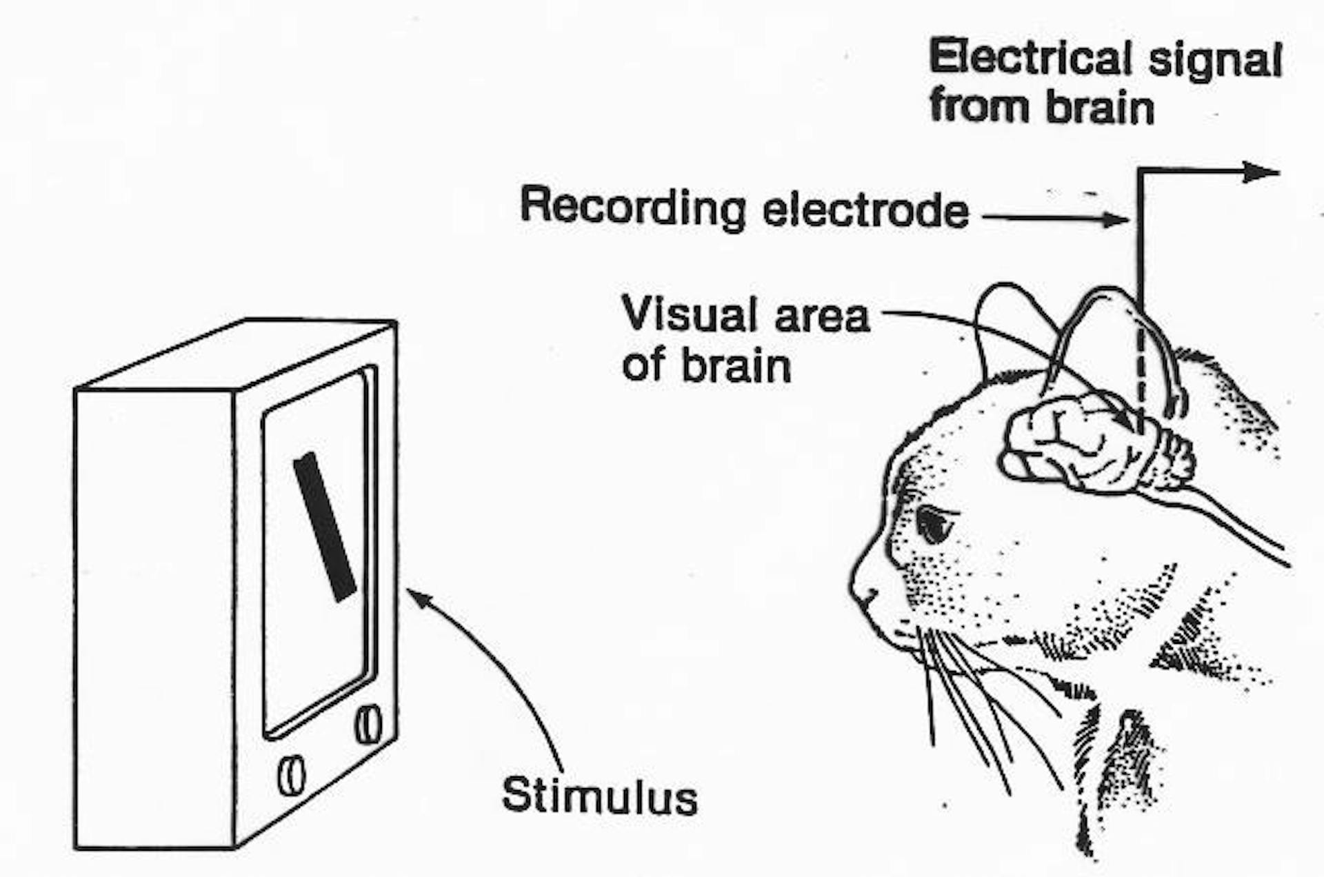 A Brief History of Computer Vision (and Convolutional Neural Networks) | HackerNoon