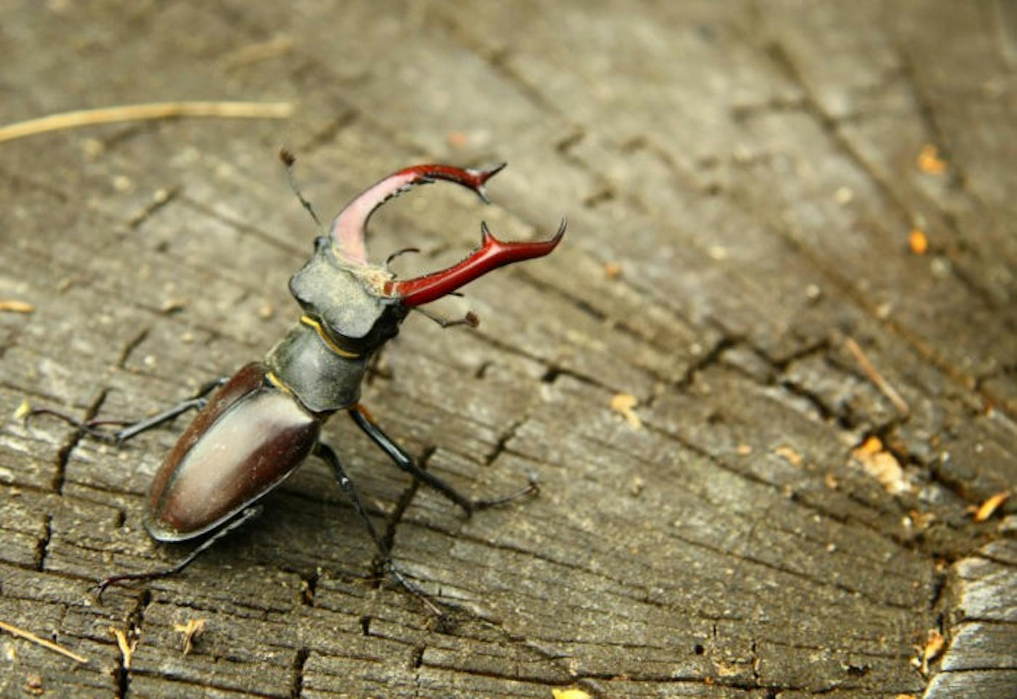 Google AI Studio Tutorial for Beginners | HackerNoon