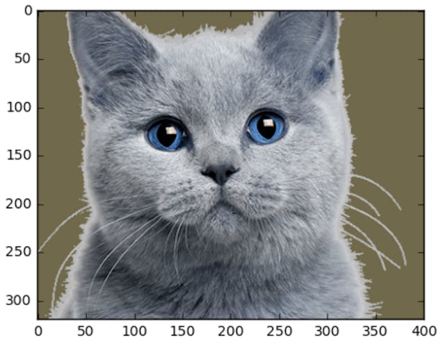 Visualizing parts of Convolutional Neural Networks using Keras and Cats ...