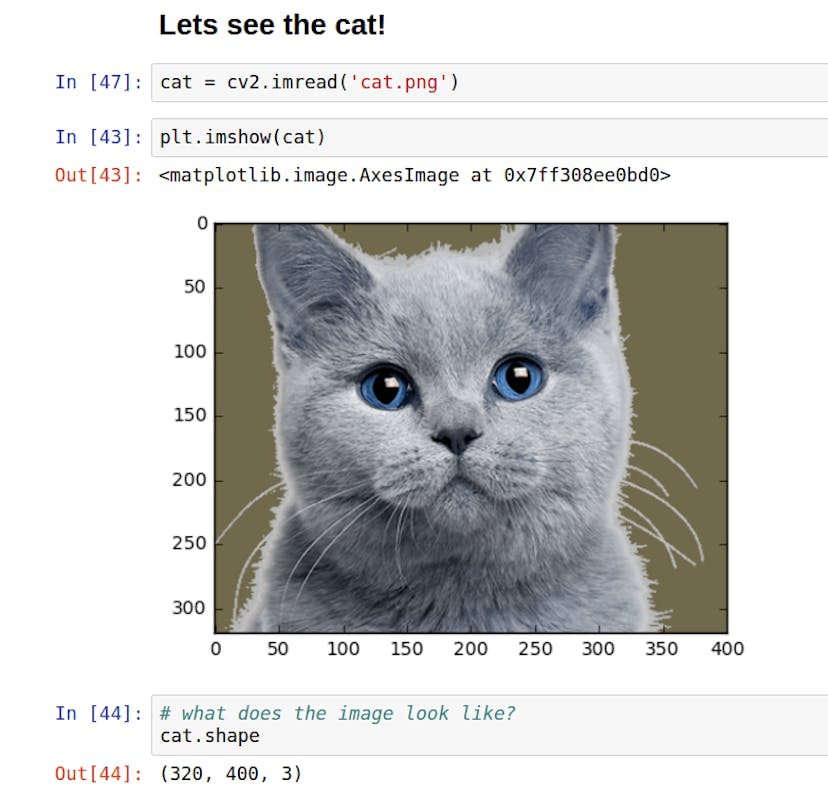 Visualizing parts of Convolutional Neural Networks using Keras and Cats ...