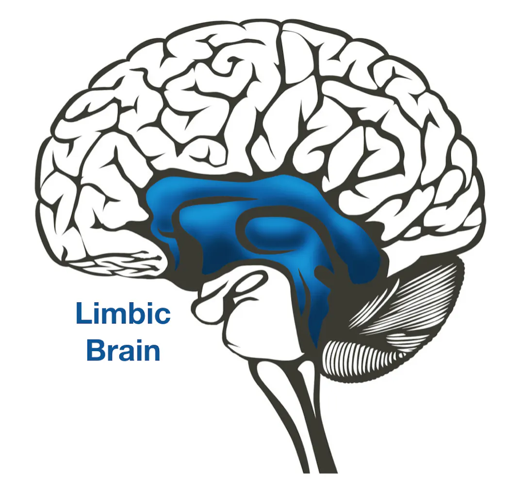 Branding and the brain: the neuroscience behind consumer decision ...