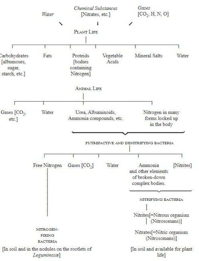 Bacteria: Chapter V - BACTERIA IN THE SOIL | HackerNoon