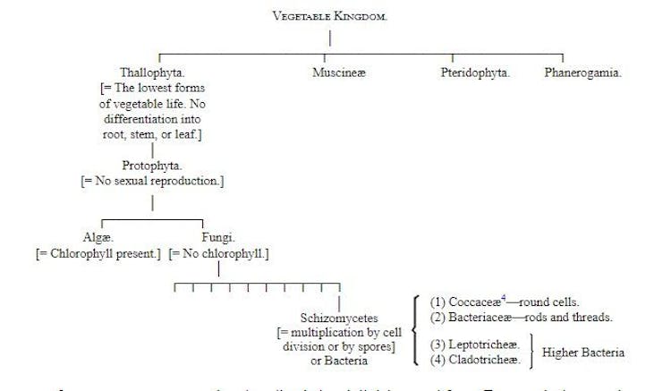 Bacteria: Chapter 1 - THE BIOLOGY OF BACTERIA | HackerNoon