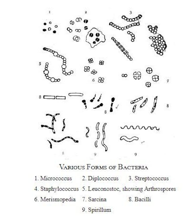 Bacteria: Chapter 1 - THE BIOLOGY OF BACTERIA | HackerNoon