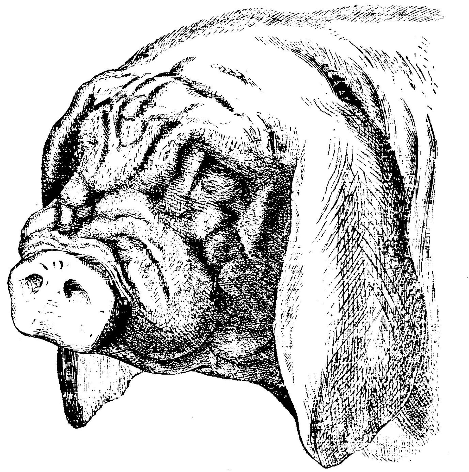 PIGS—CATTLE—SHEEP—GOATS. | HackerNoon