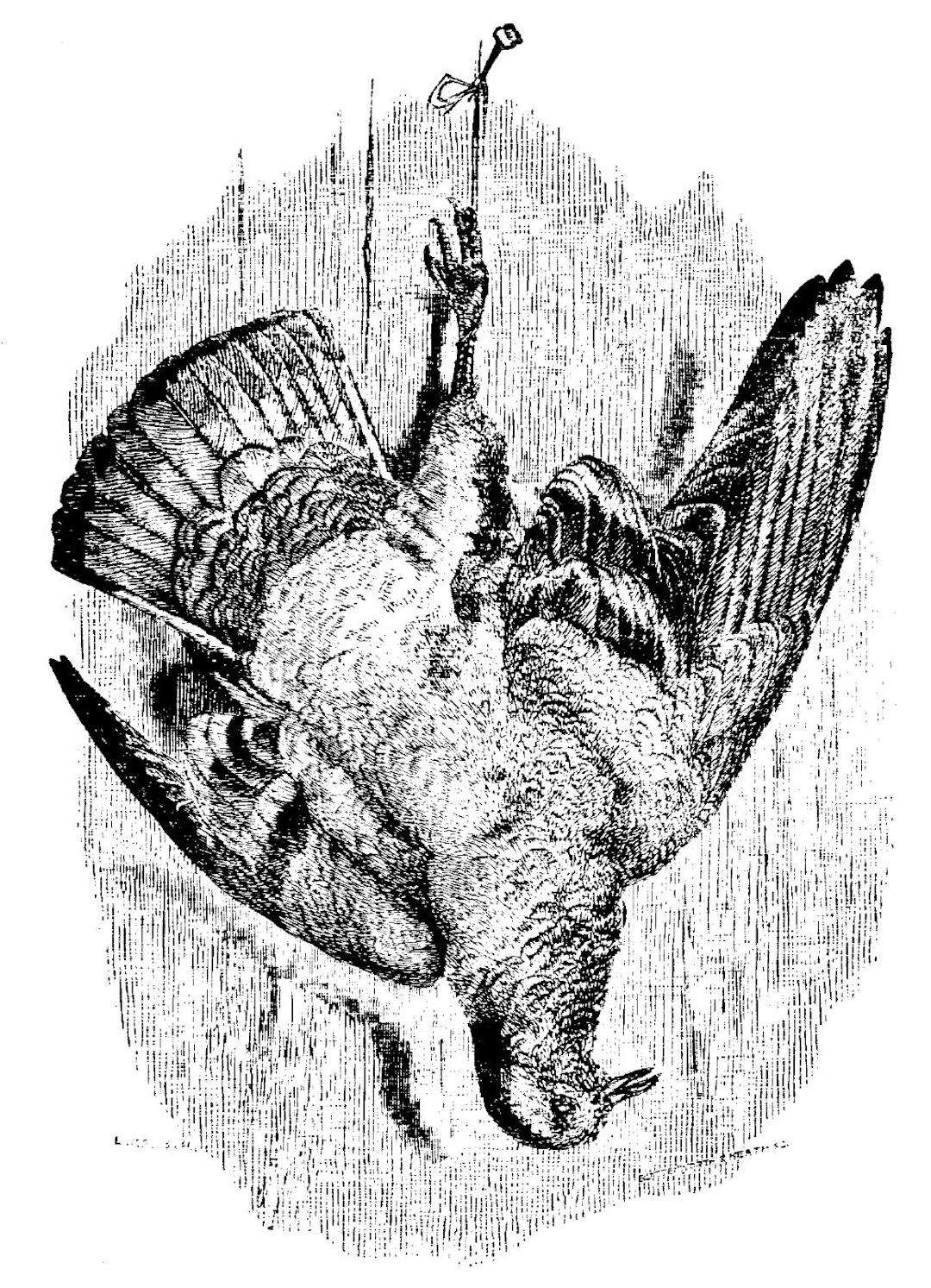 DOMESTIC PIGEONS | HackerNoon