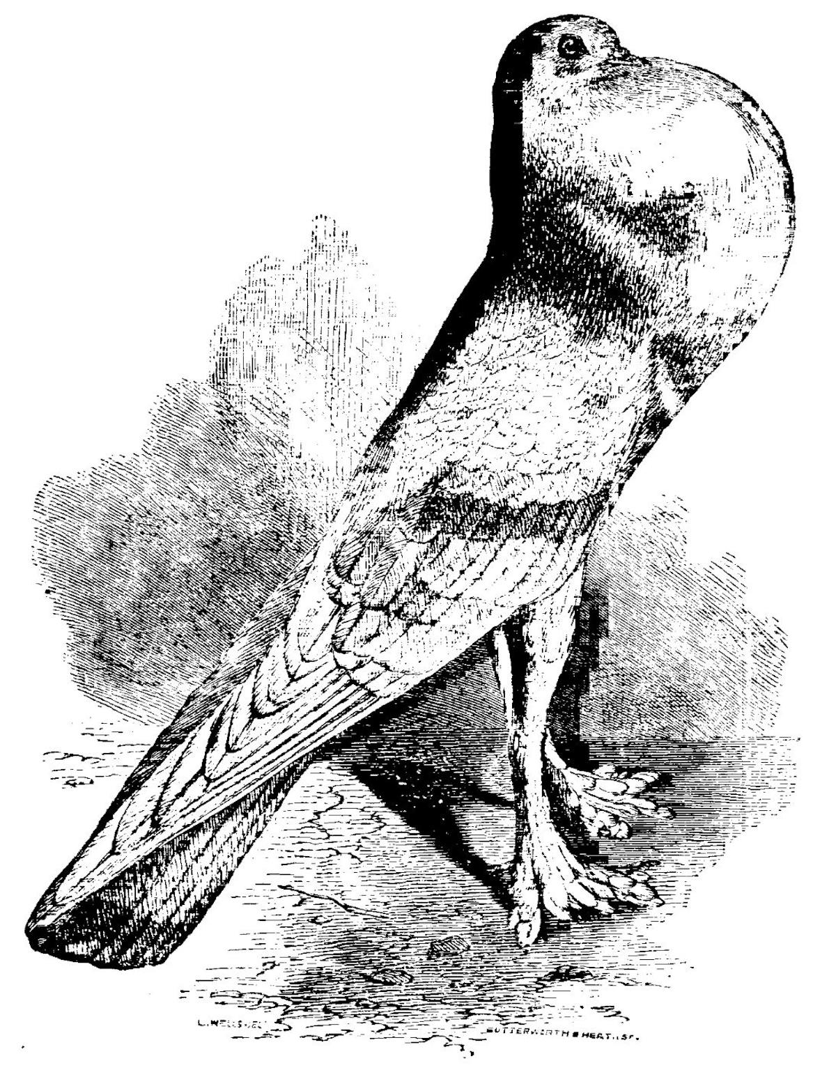 DOMESTIC PIGEONS | HackerNoon