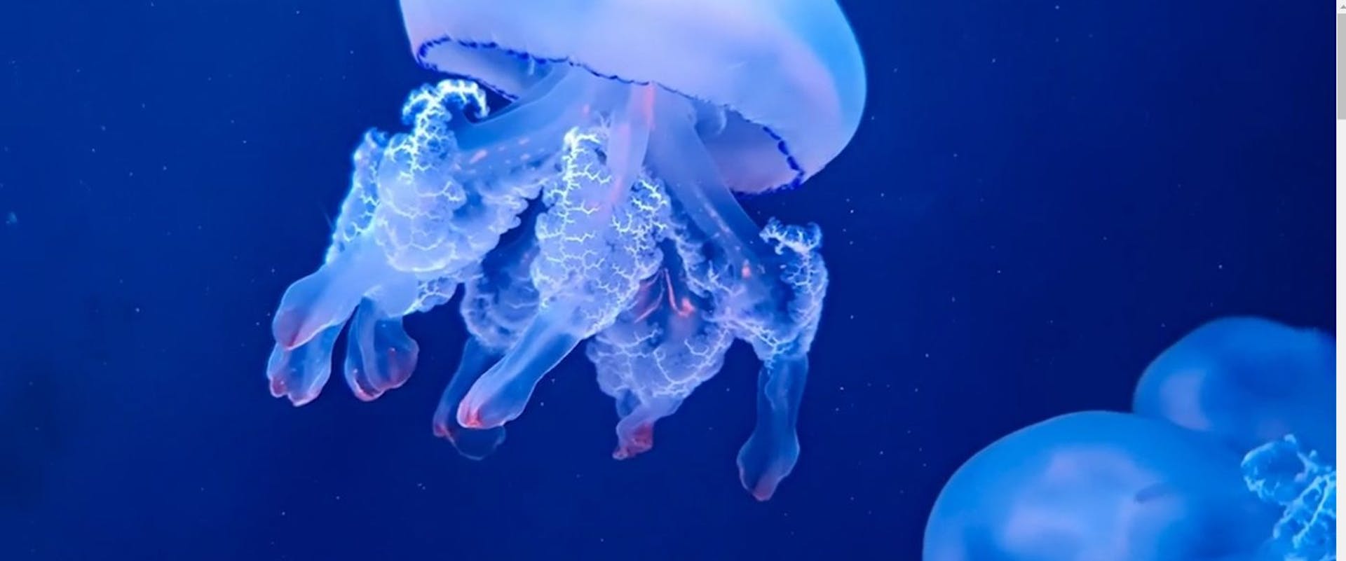 Creating A Video Background On Your Website With Html And Css Hackernoon