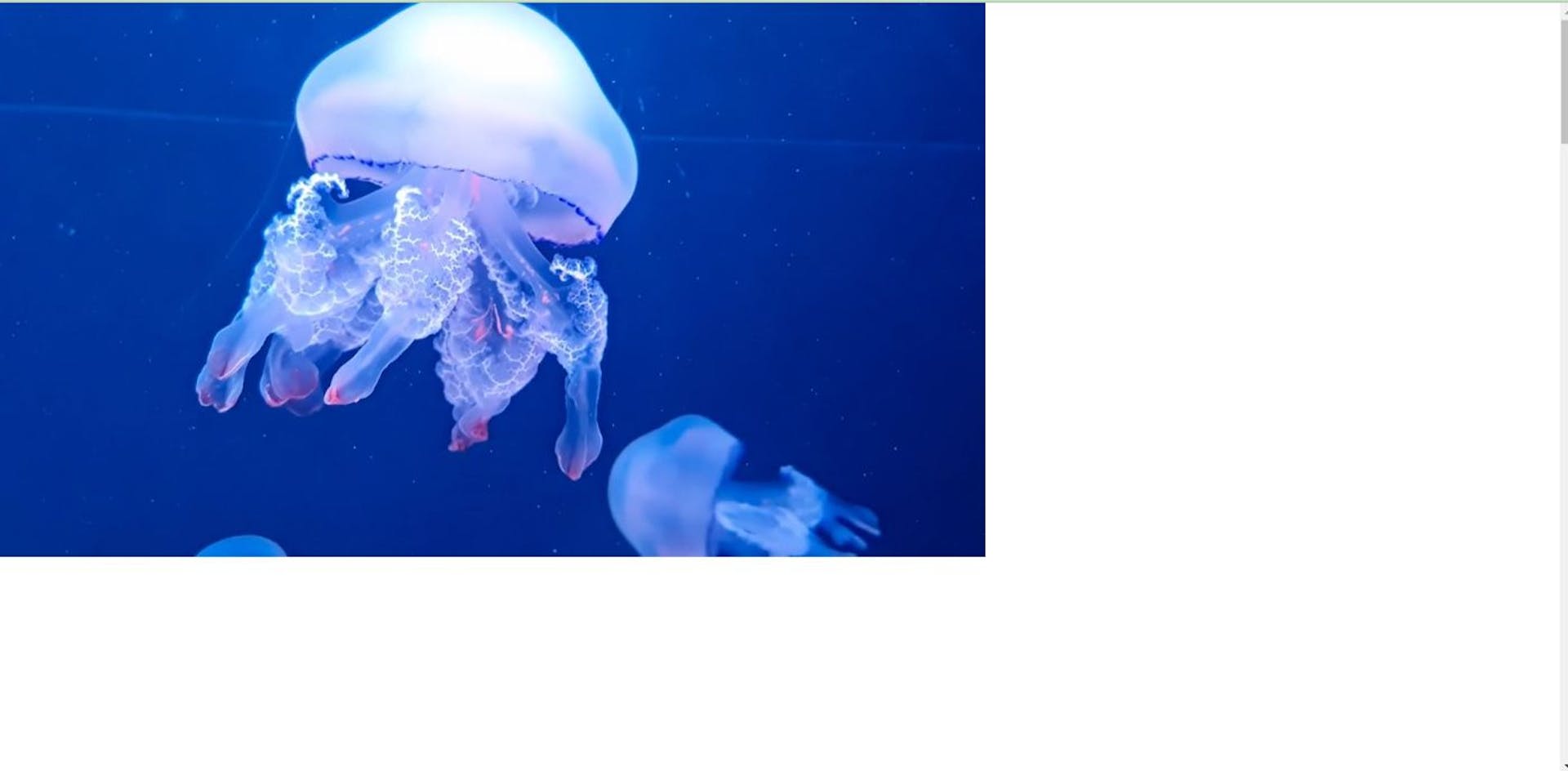 Creating a Video Background on Your Website with HTML and CSS | HackerNoon