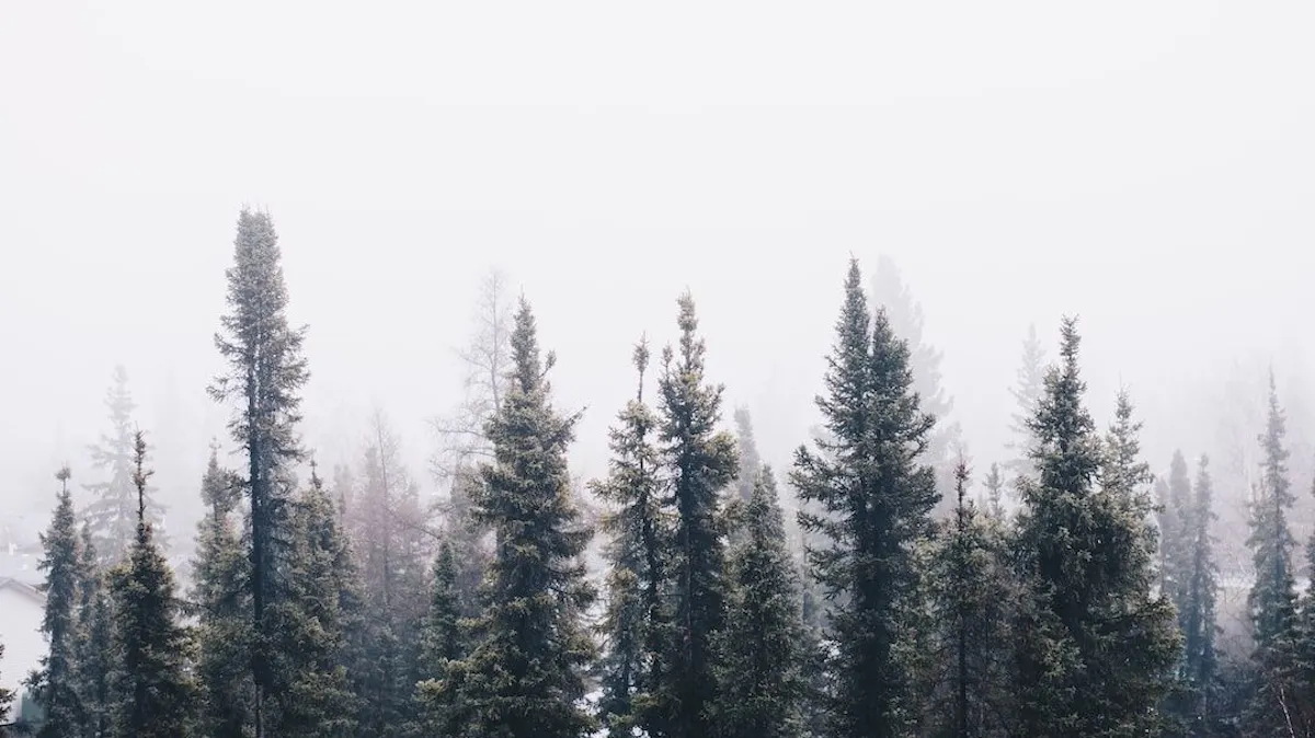 Complexity Simplified: How Oblique Decision Trees are Transforming Data ...