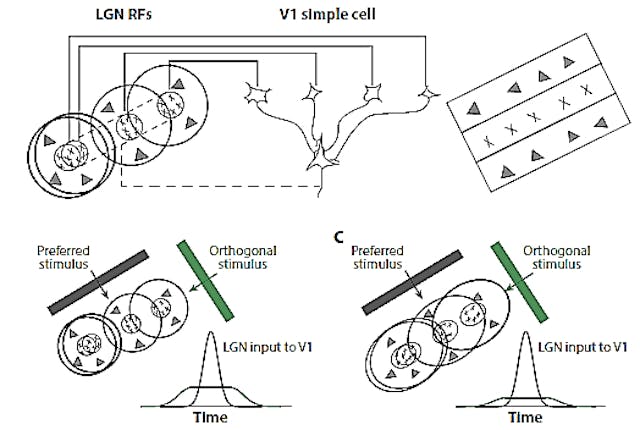 The Full Story behind Convolutional Neural Networks and the Math Behind ...