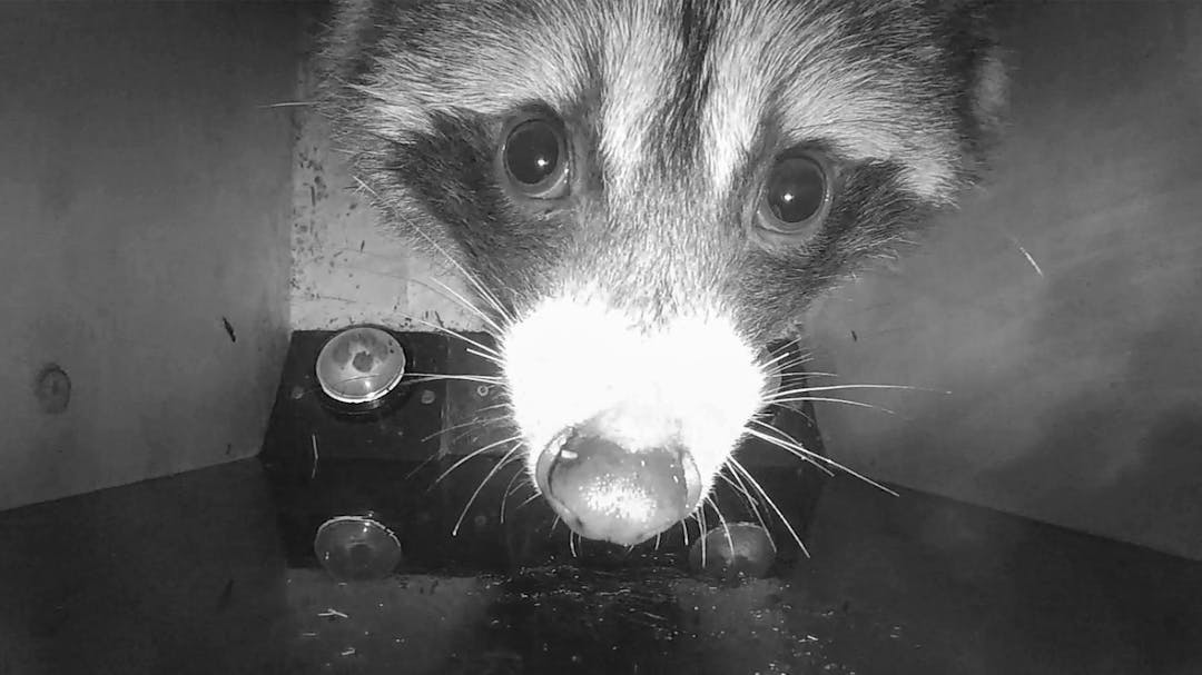 All of the Ant Man Movies in Order | HackerNoon