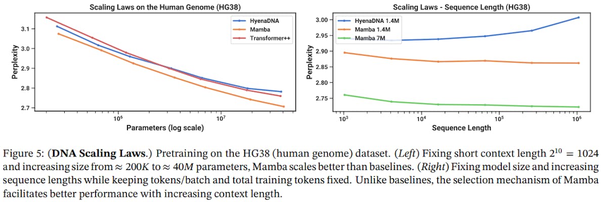 Mamba Outperforms HyenaDNA in DNA Sequence Modeling | HackerNoon