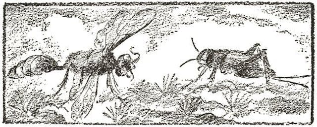 THE WASP AND THE CRICKET | HackerNoon
