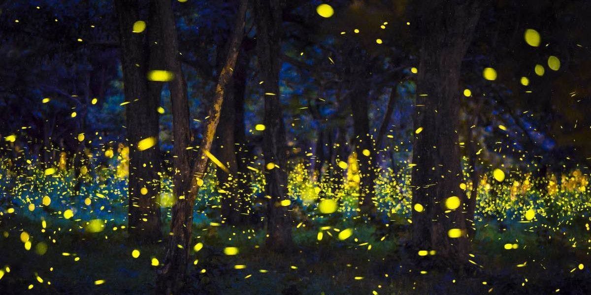 Methodology Of Test Case Minimization Using Firefly Algorithm Hackernoon