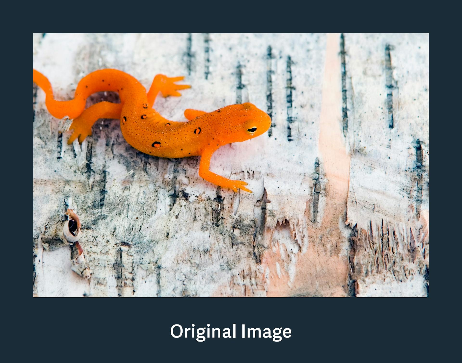 Improve Core Web Vitals Using Lazy Loading and BlurHash | HackerNoon
