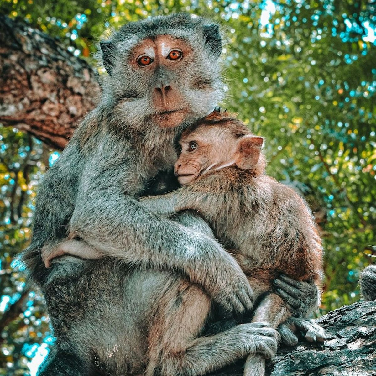 How to Tame the 'Monkeys' Overrunning Your Management Time! | HackerNoon