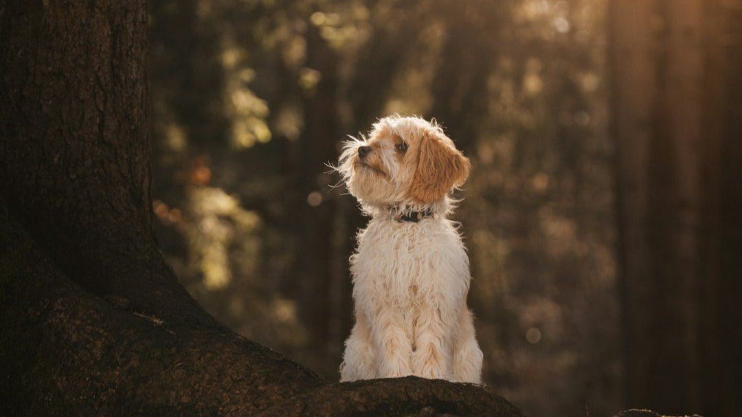 List Comparison in Python: Differences, Intersections, and Unions ...