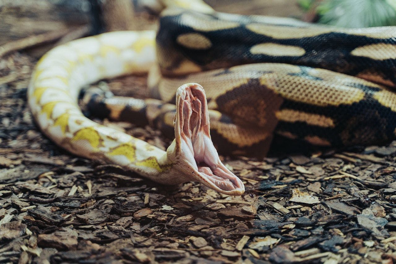 Mastering Pythons Magic Methods Part 1 Hackernoon 1962